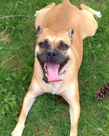 Boston Terrier Mixes: 52 Different Crossbreeds You'll Love