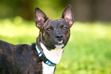 Boston Terrier Mixes: 52 Different Crossbreeds You'll Love