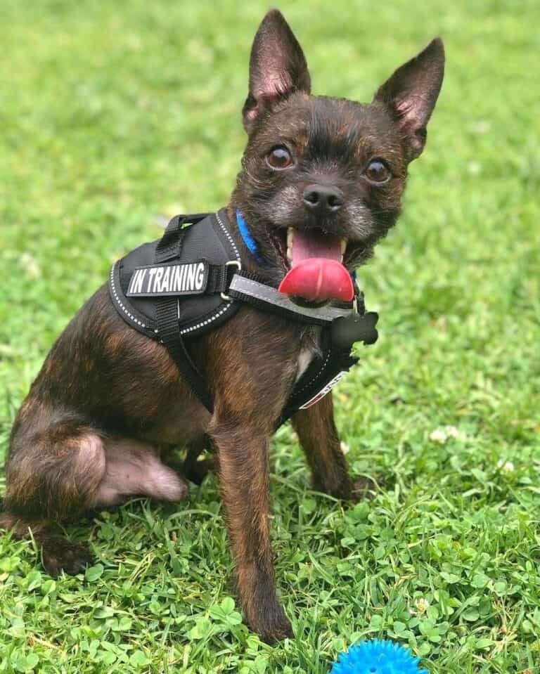 Boston Terrier Mixes: 52 Different Crossbreeds You'll Love