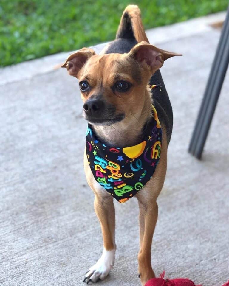 50 Wonderful Boxer Mixes That Will Surely Brighten Your Day!