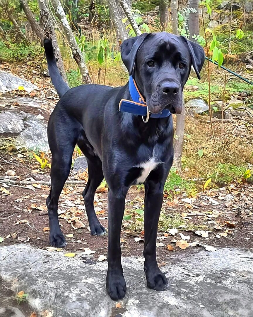 50 Wonderful Boxer Mixes That Will Surely Brighten Your Day!