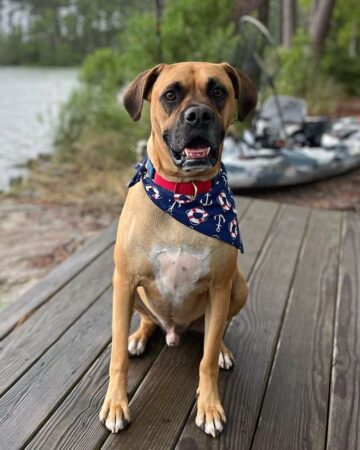 50 Wonderful Boxer Mixes That Will Surely Brighten Your Day!