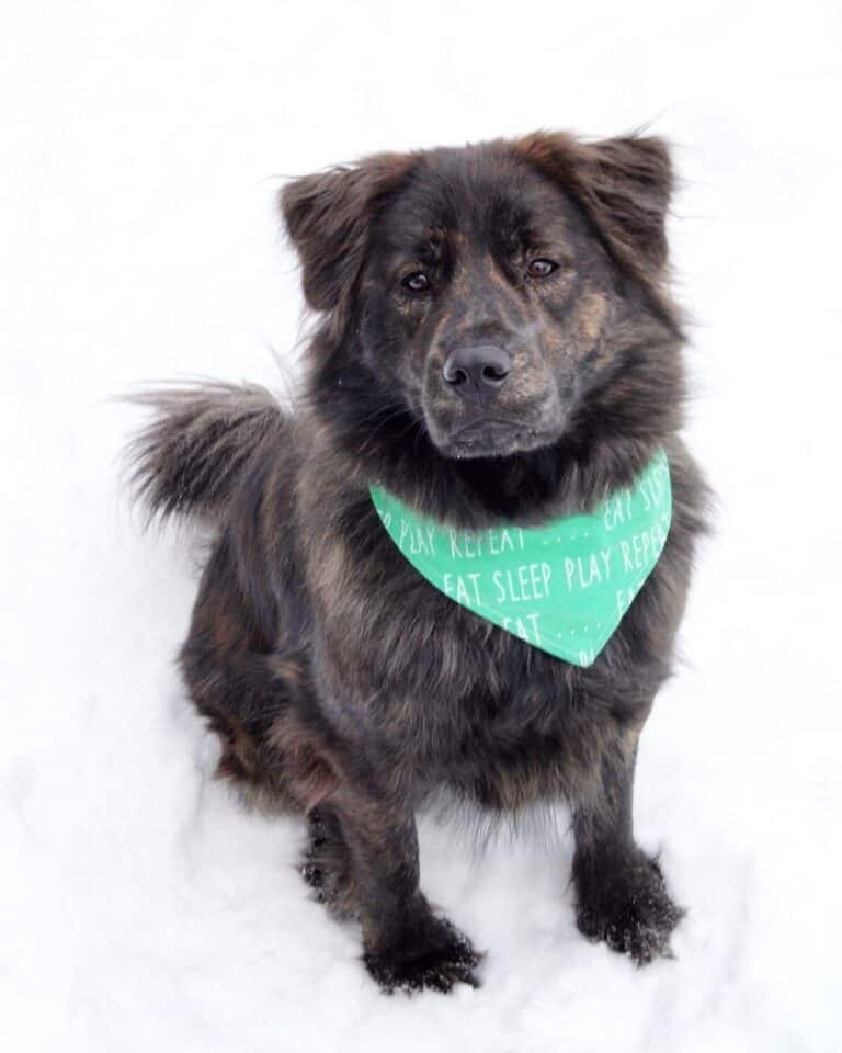 Chow Chow Mixes: 28 Different Chow Hybrids (With Pictures)