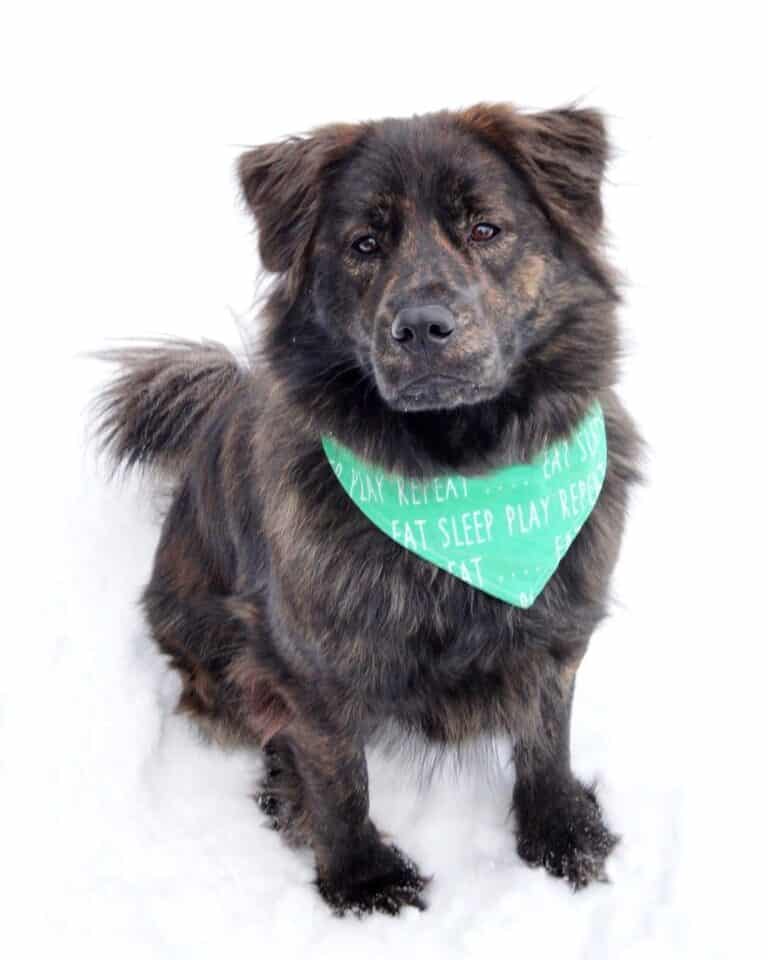 50 Wonderful Boxer Mixes That Will Surely Brighten Your Day!