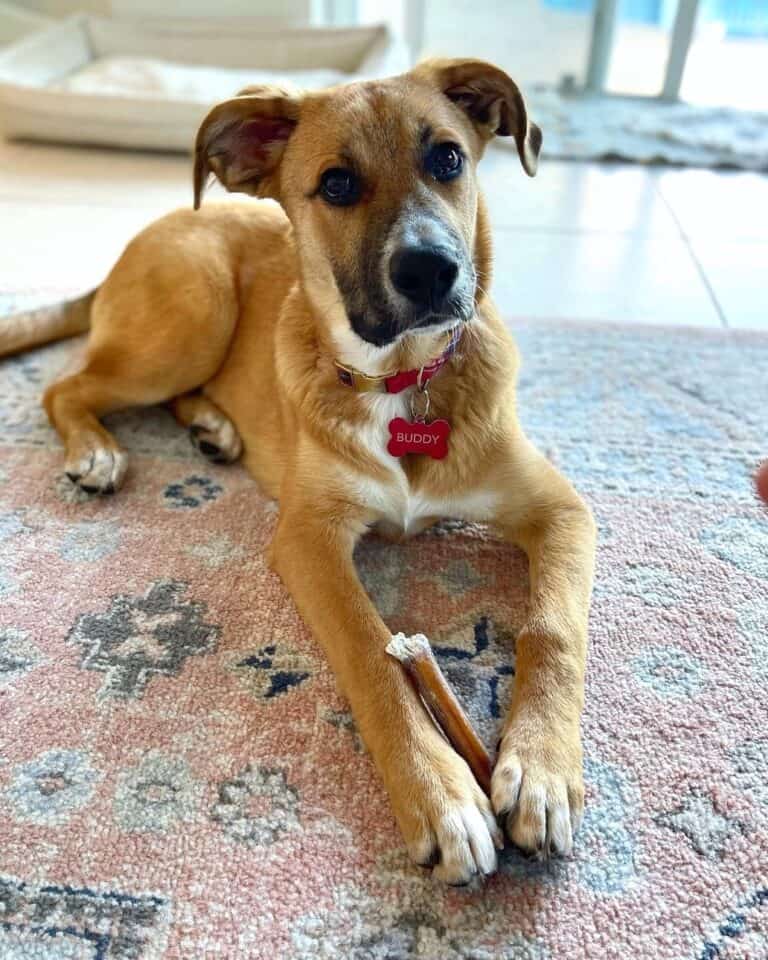 50 Wonderful Boxer Mixes That Will Surely Brighten Your Day!