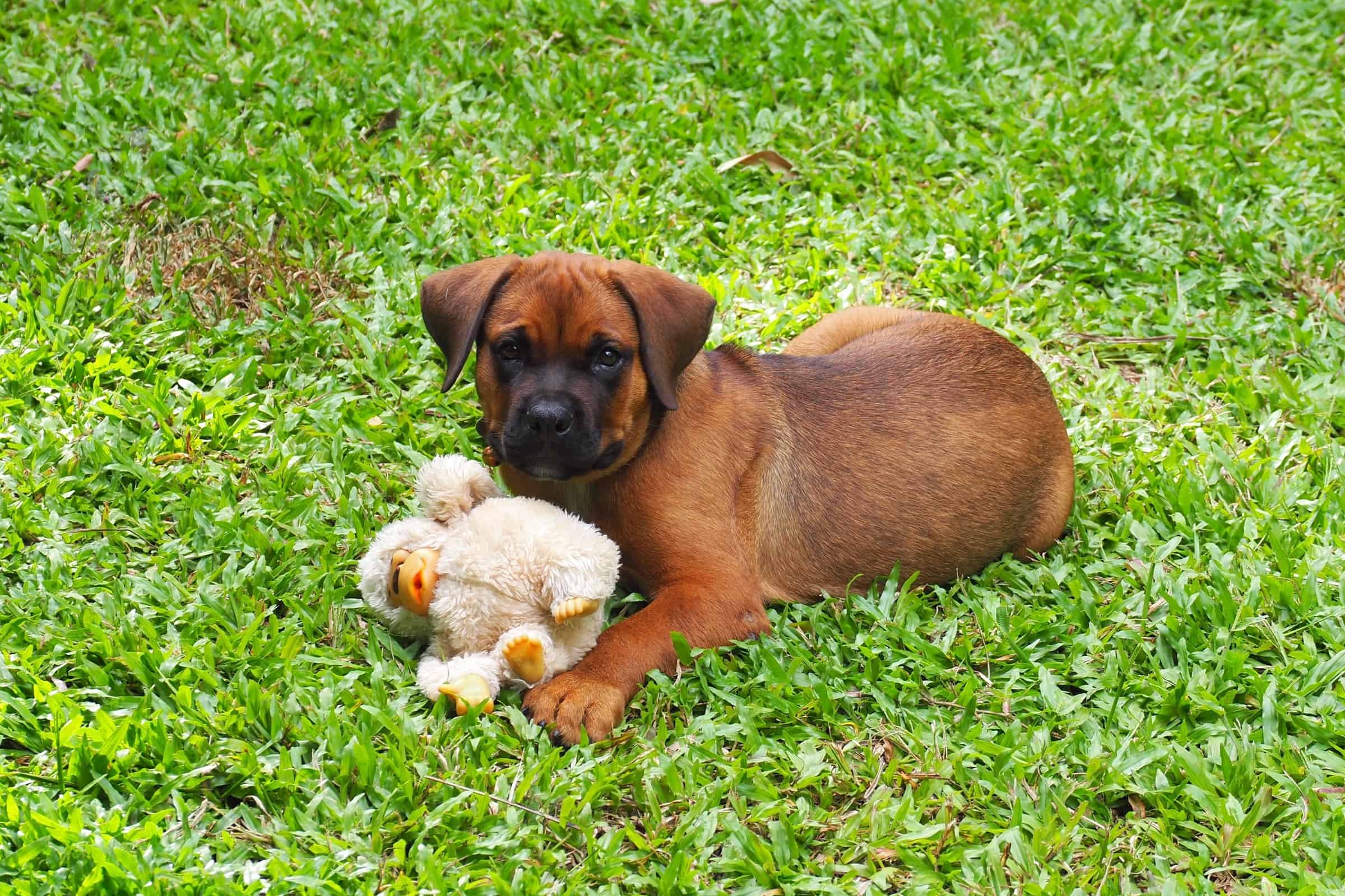 50 Wonderful Boxer Mixes That Will Surely Brighten Your Day!