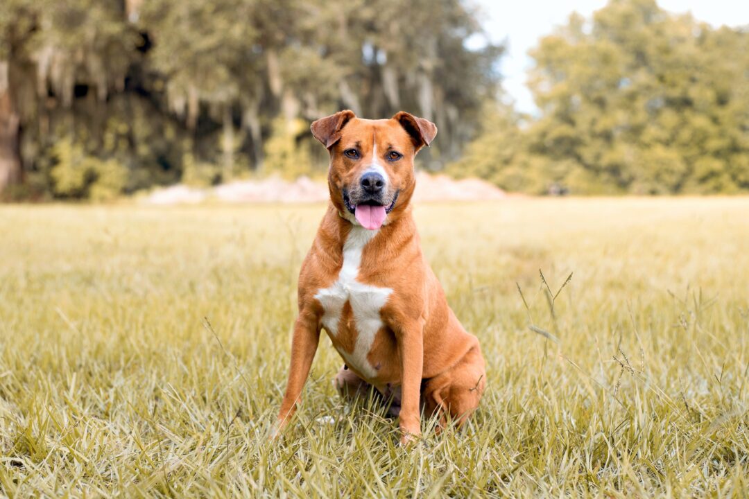 50 Wonderful Boxer Mixes That Will Surely Brighten Your Day!