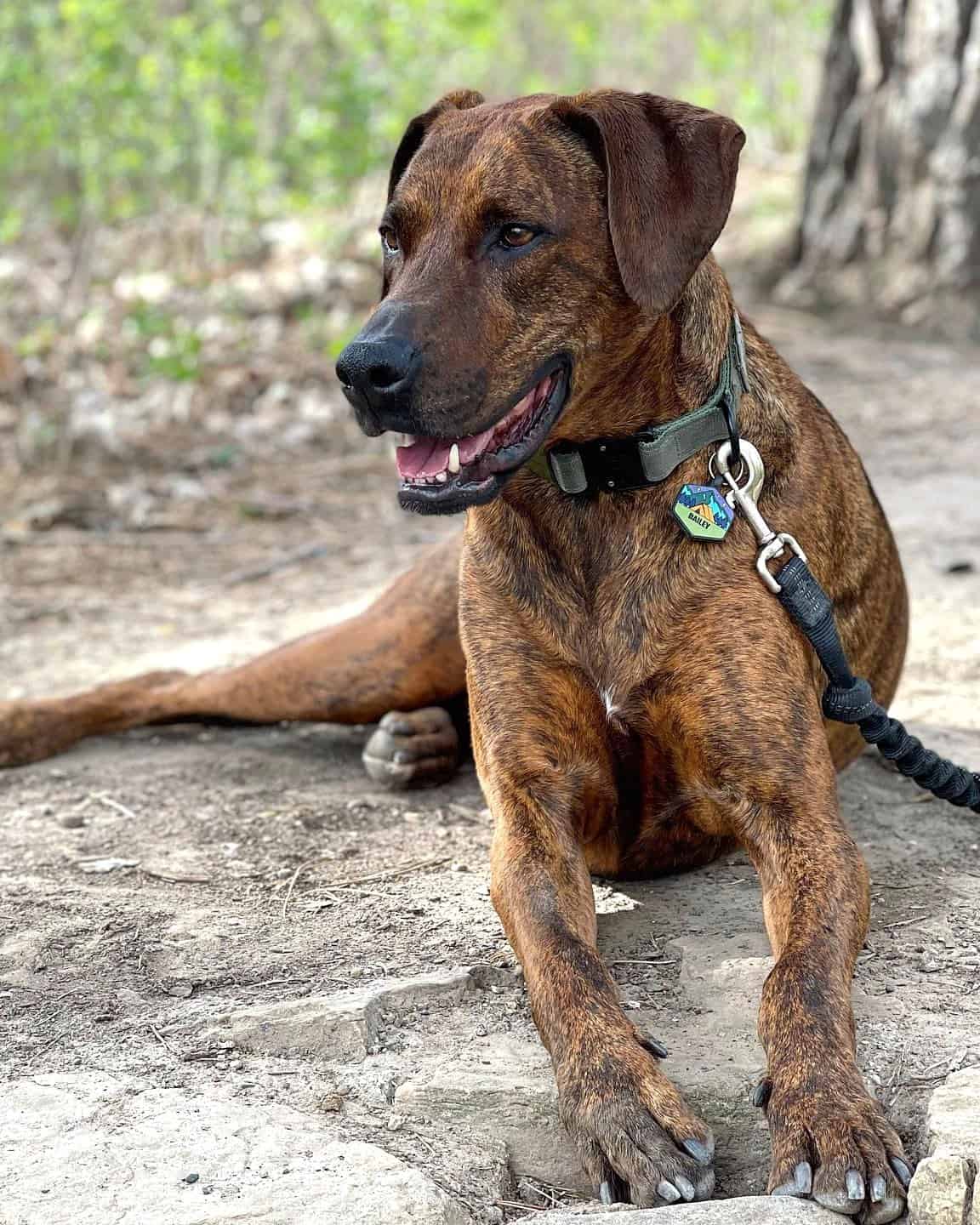 50 Wonderful Boxer Mixes That Will Surely Brighten Your Day!