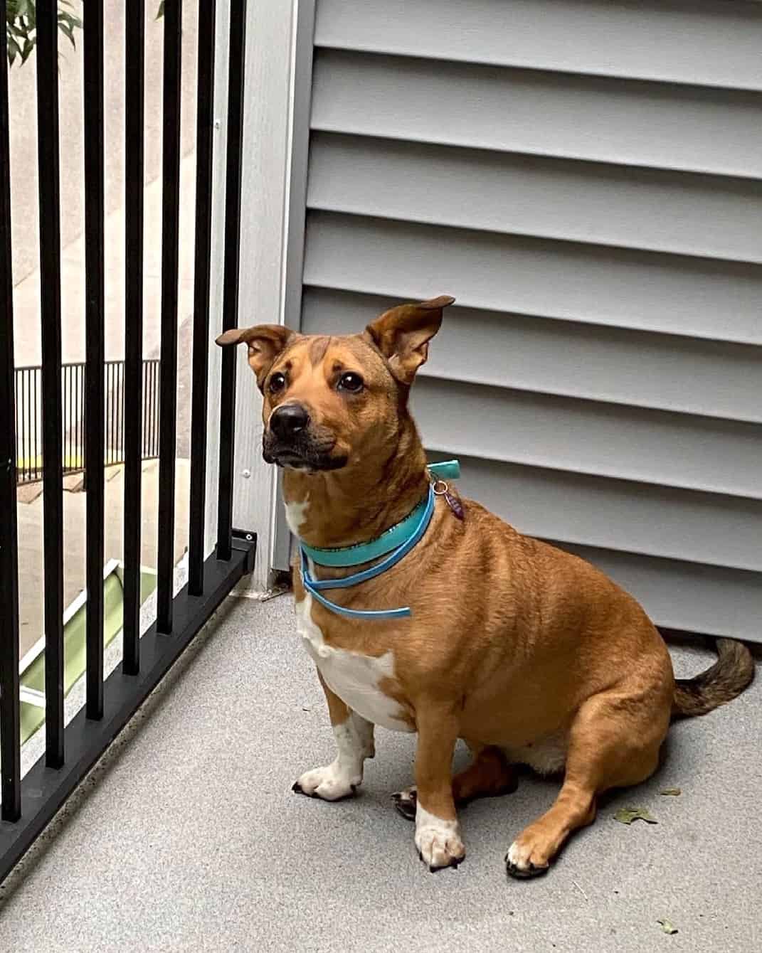 50 Wonderful Boxer Mixes That Will Surely Brighten Your Day!