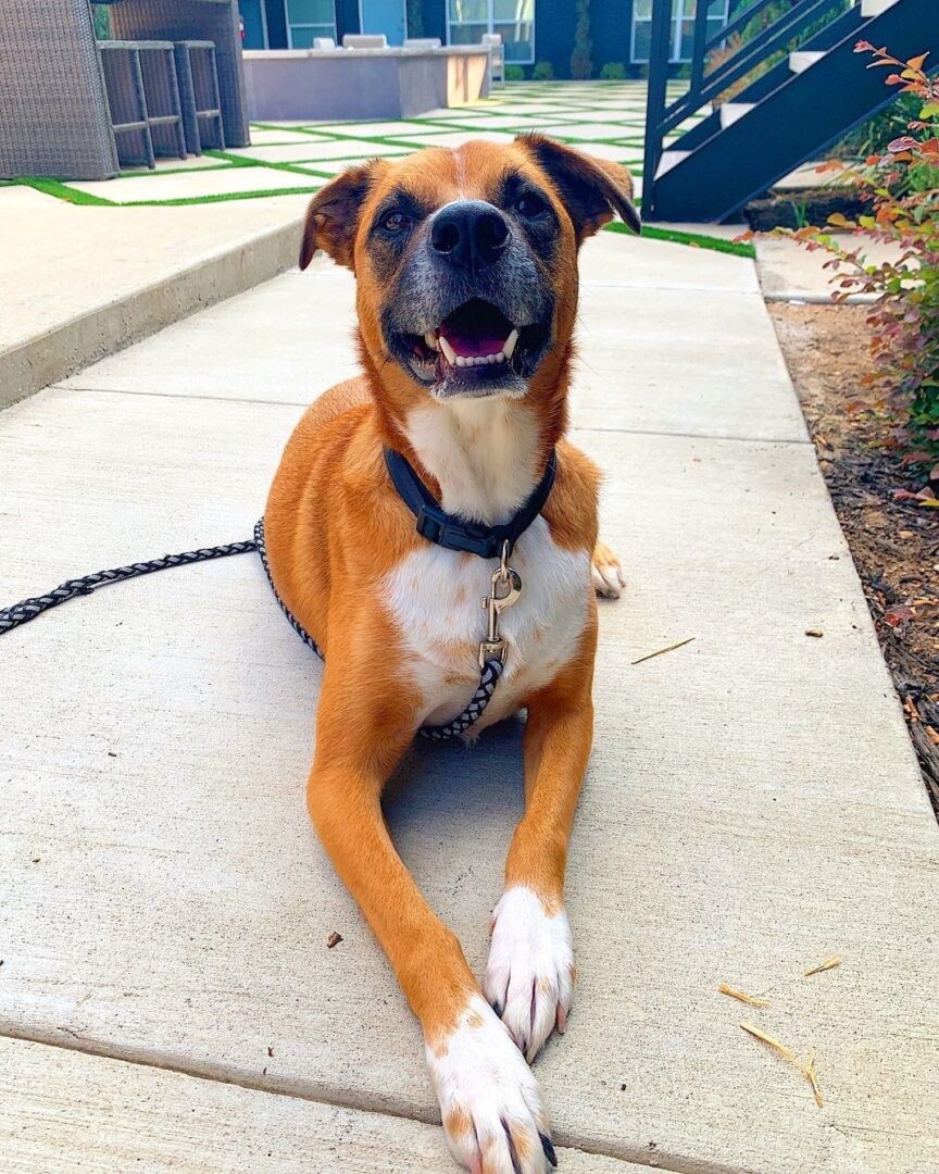 50 Wonderful Boxer Mixes That Will Surely Brighten Your Day!