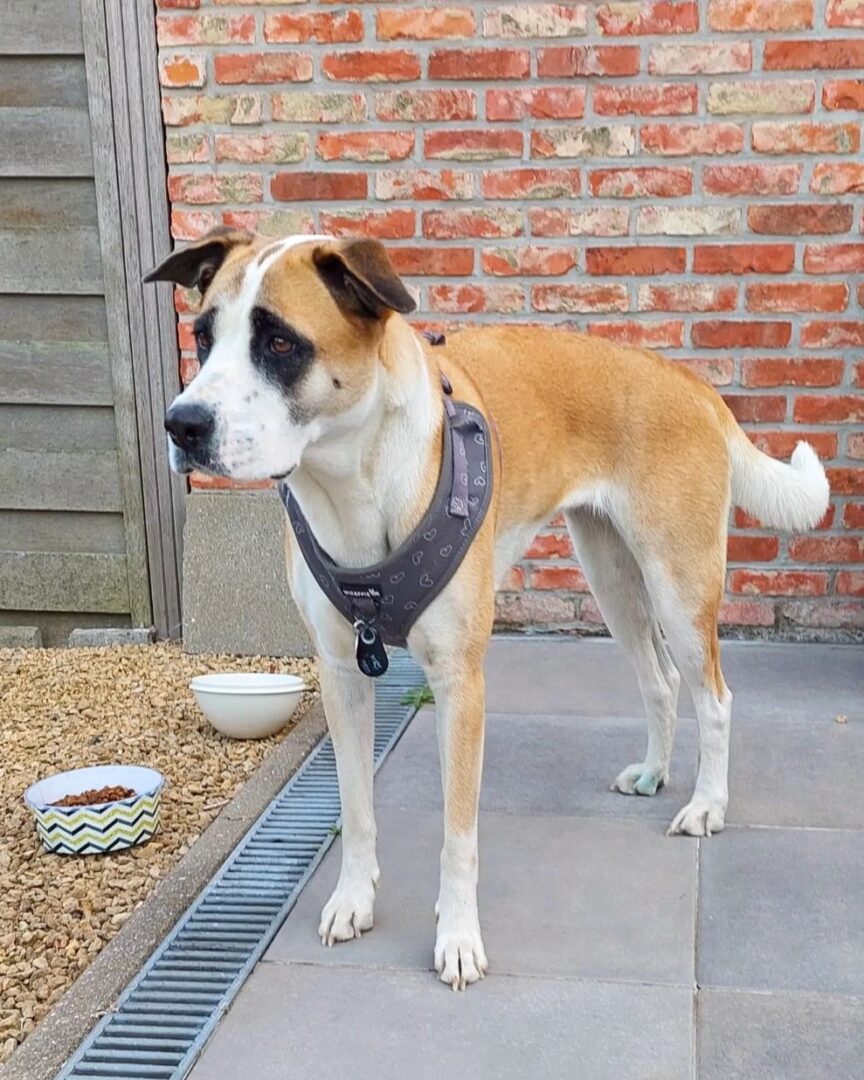 50 Wonderful Boxer Mixes That Will Surely Brighten Your Day!