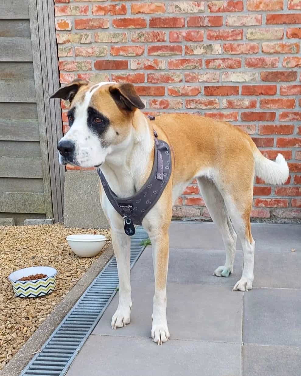 50 Wonderful Boxer Mixes That Will Surely Brighten Your Day!