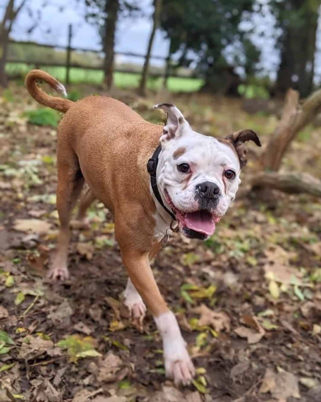 50 Wonderful Boxer Mixes That Will Surely Brighten Your Day!