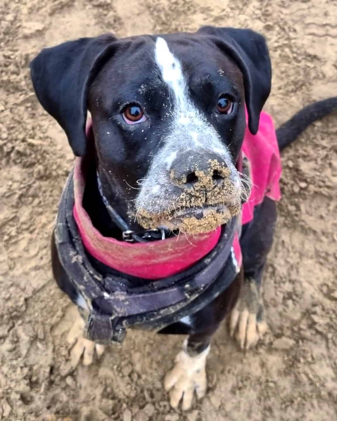 50 Wonderful Boxer Mixes That Will Surely Brighten Your Day!
