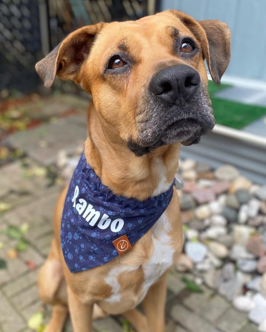 50 Wonderful Boxer Mixes That Will Surely Brighten Your Day!