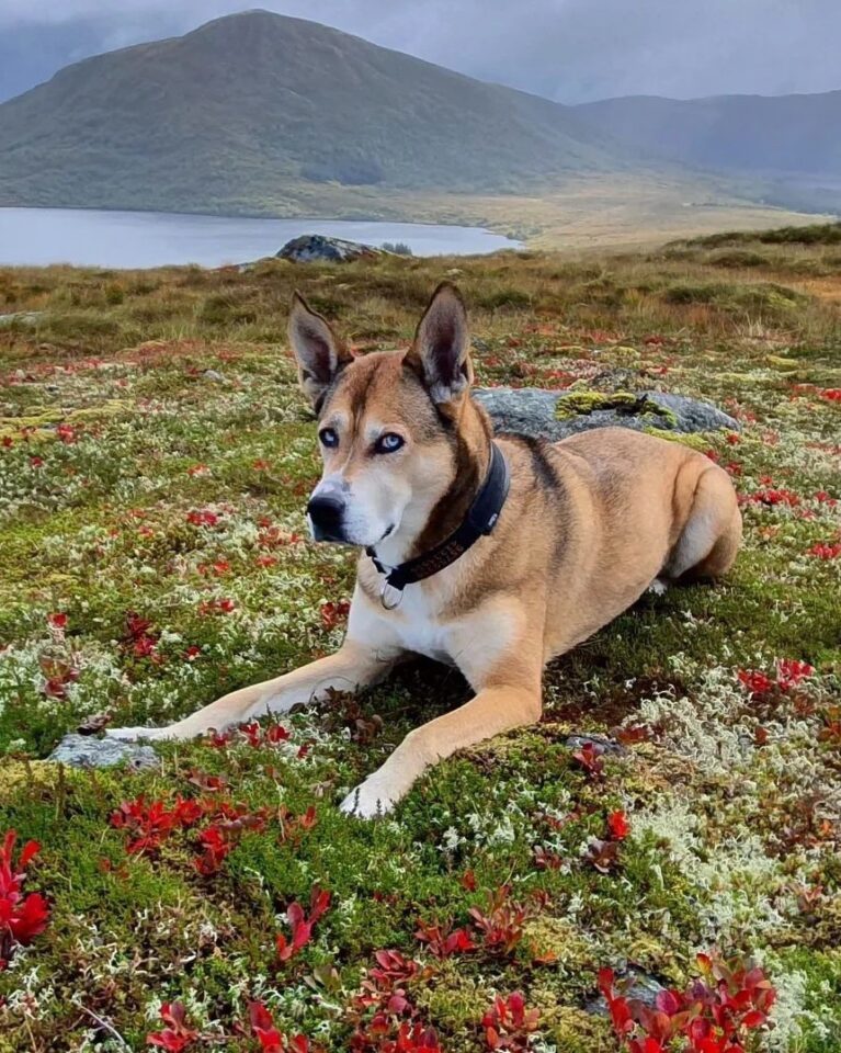 50 Wonderful Boxer Mixes That Will Surely Brighten Your Day!