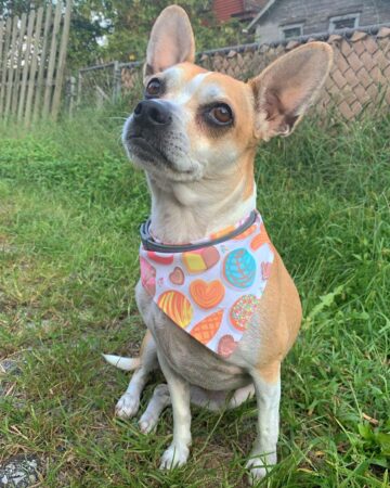 Boston Terrier Mixes: 52 Different Crossbreeds You'll Love