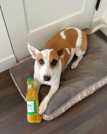 36 Bull Terrier Mixes You'll Want to Bring Home