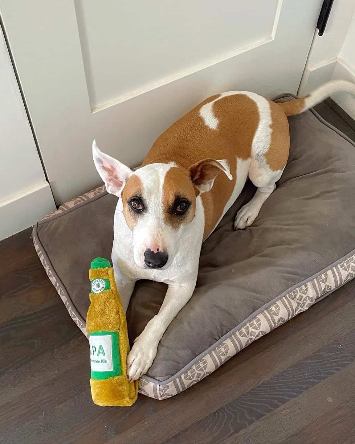 36 Bull Terrier Mixes You'll Want to Bring Home