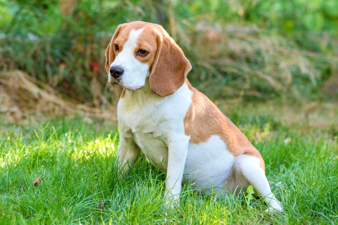 37 Awesome Brown and White Dog Breeds (With Pictures)