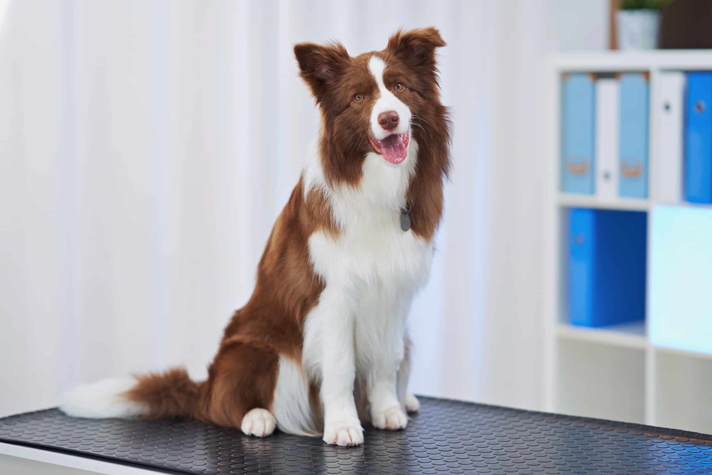 37 Awesome Brown and White Dog Breeds (With Pictures)
