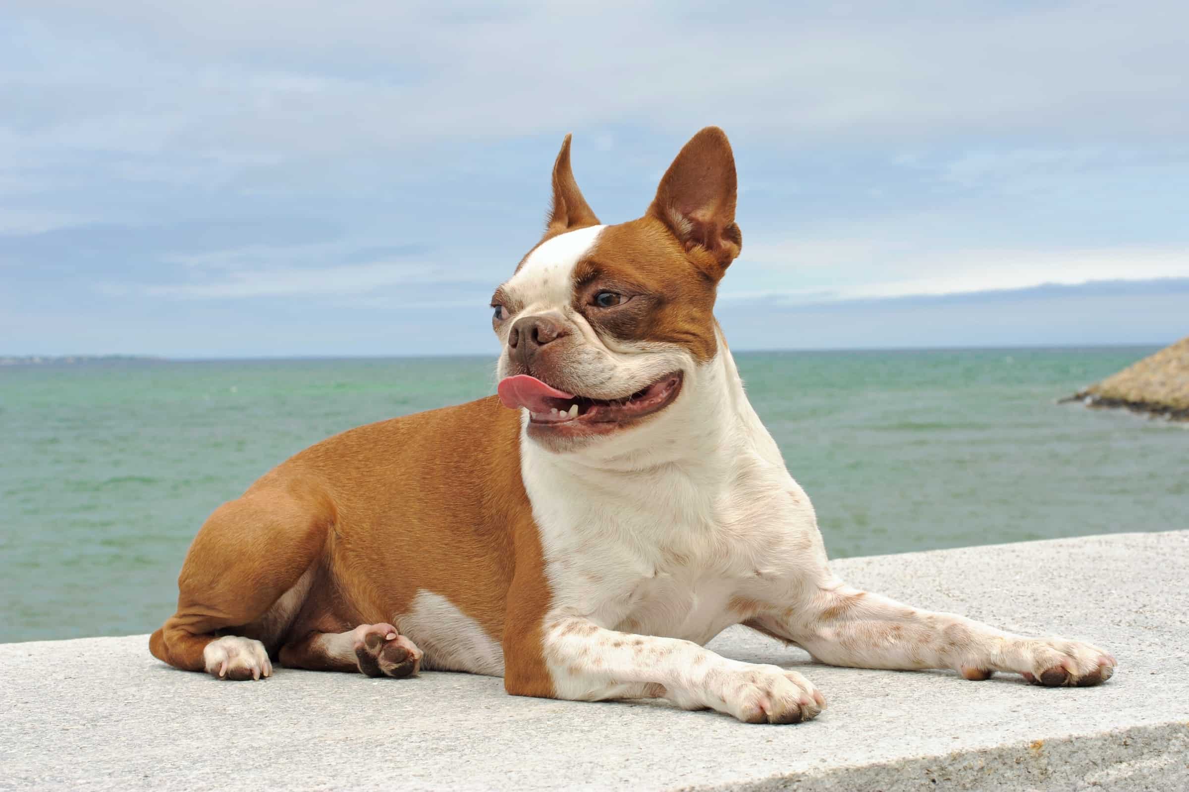 37 Awesome Brown and White Dog Breeds (With Pictures)