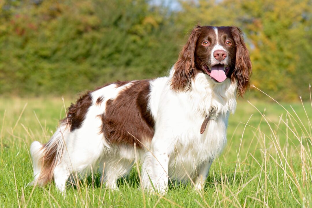 37 Awesome Brown and White Dog Breeds (With Pictures)