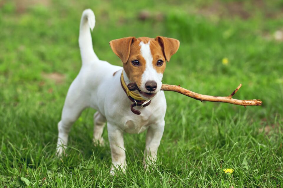 37 Awesome Brown and White Dog Breeds (With Pictures)