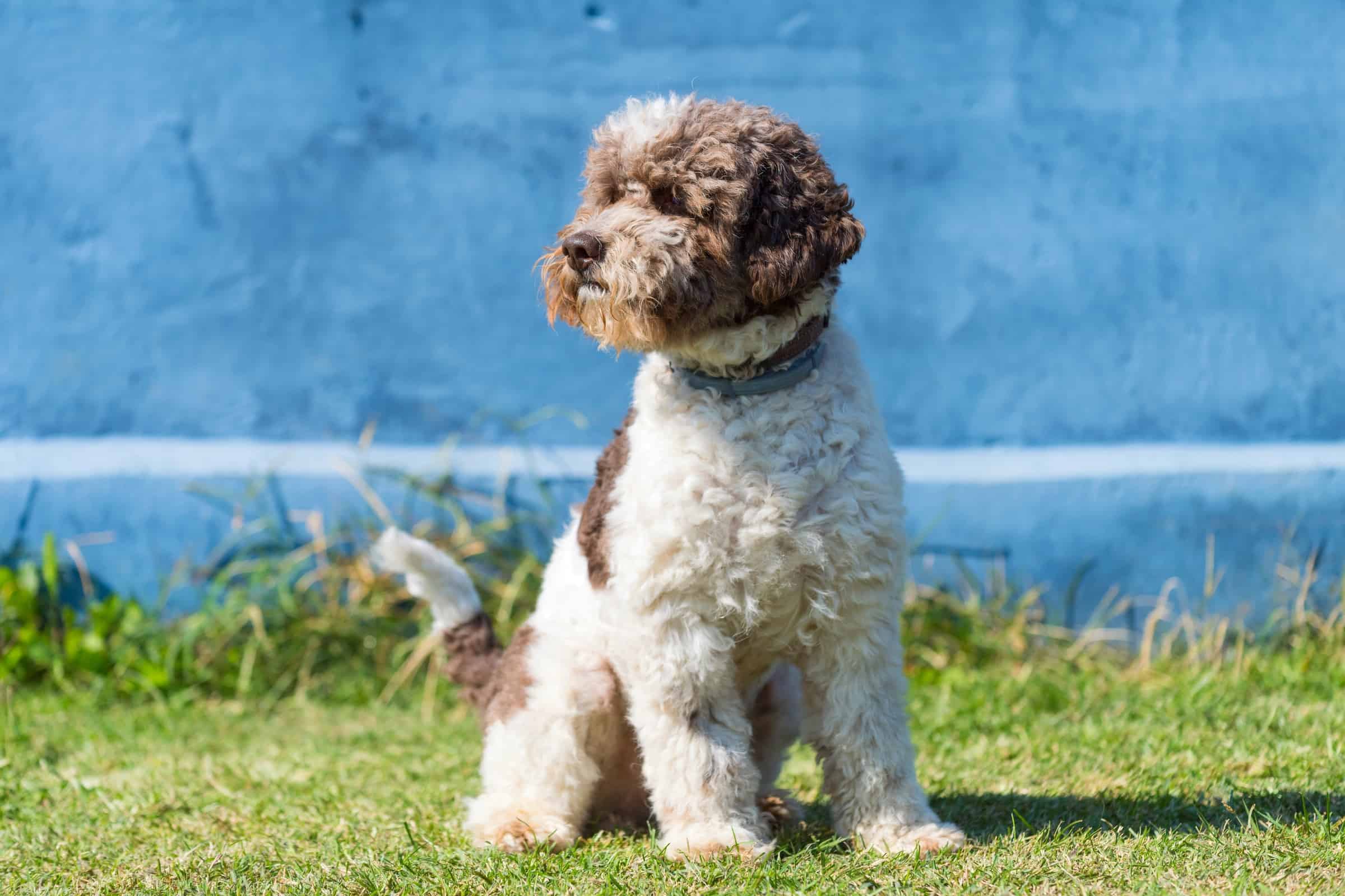 37 Awesome Brown and White Dog Breeds (With Pictures)