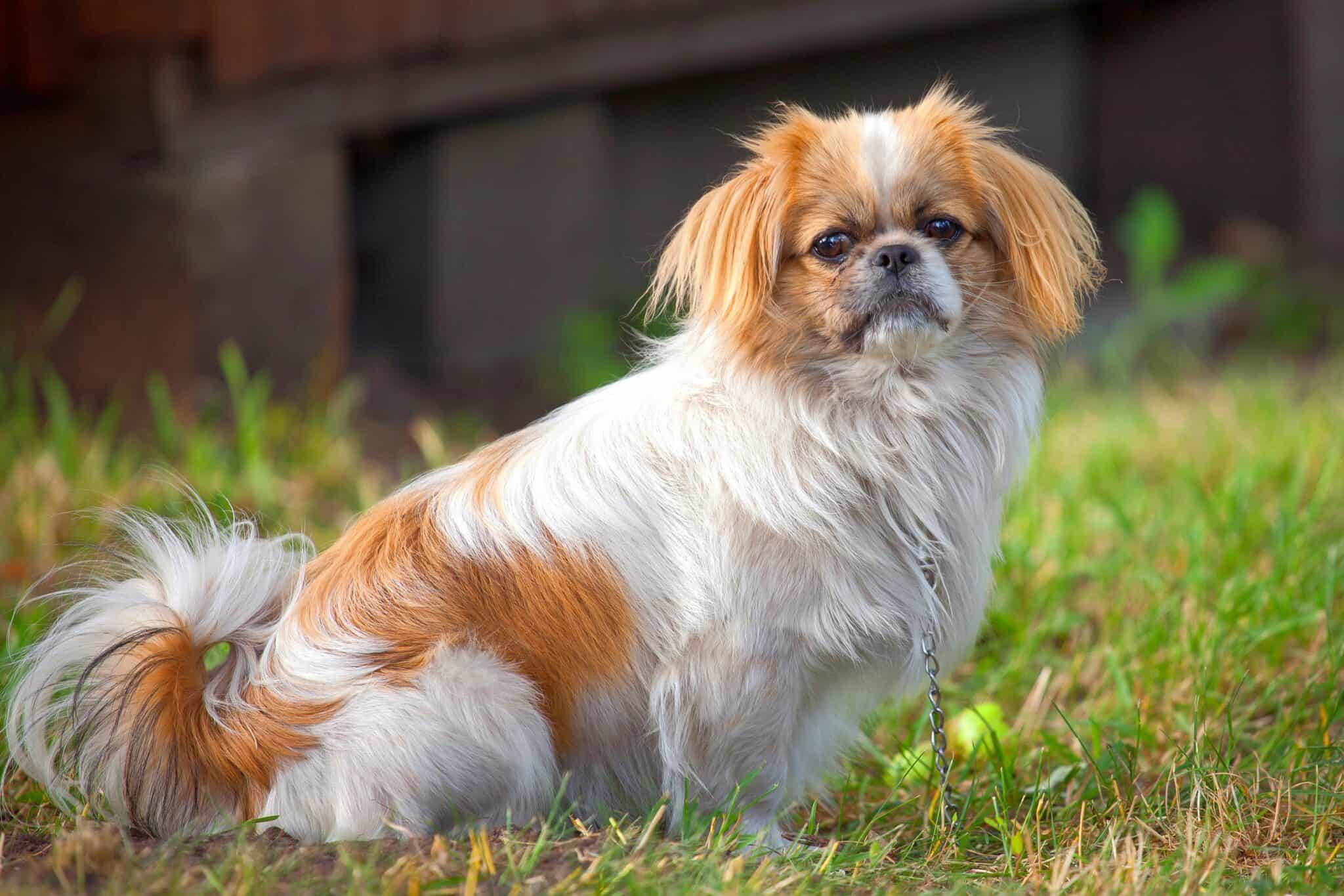 37 Awesome Brown and White Dog Breeds (With Pictures)