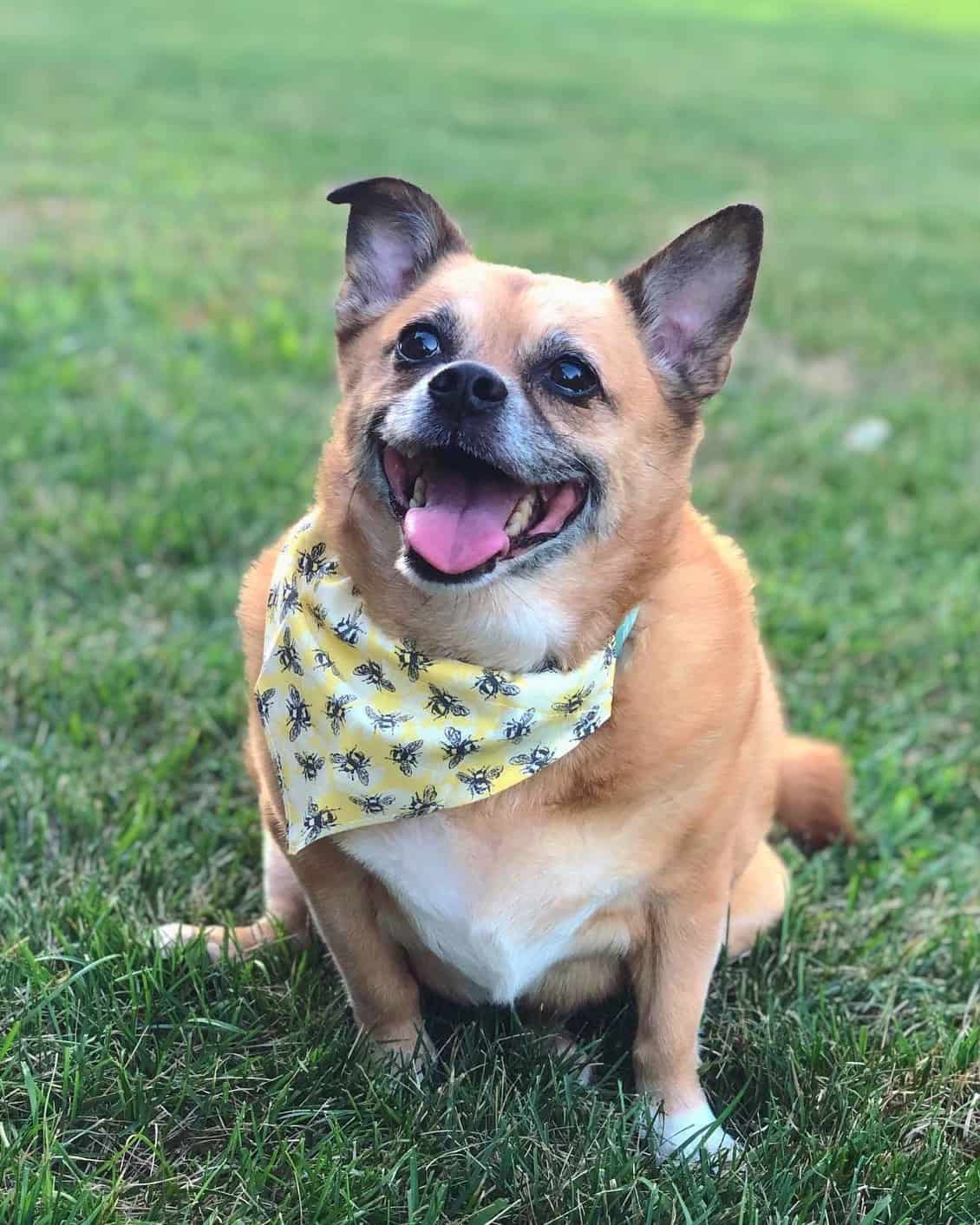 Boston Terrier Mixes: 52 Different Crossbreeds You'll Love