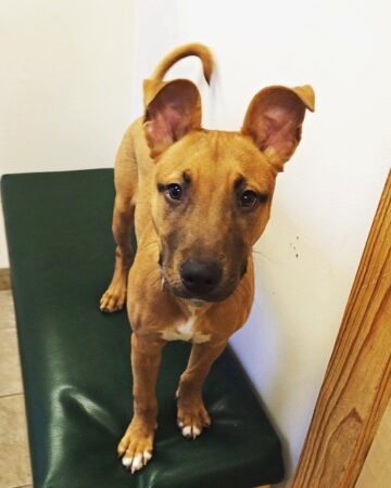 36 Bull Terrier Mixes You'll Want to Bring Home