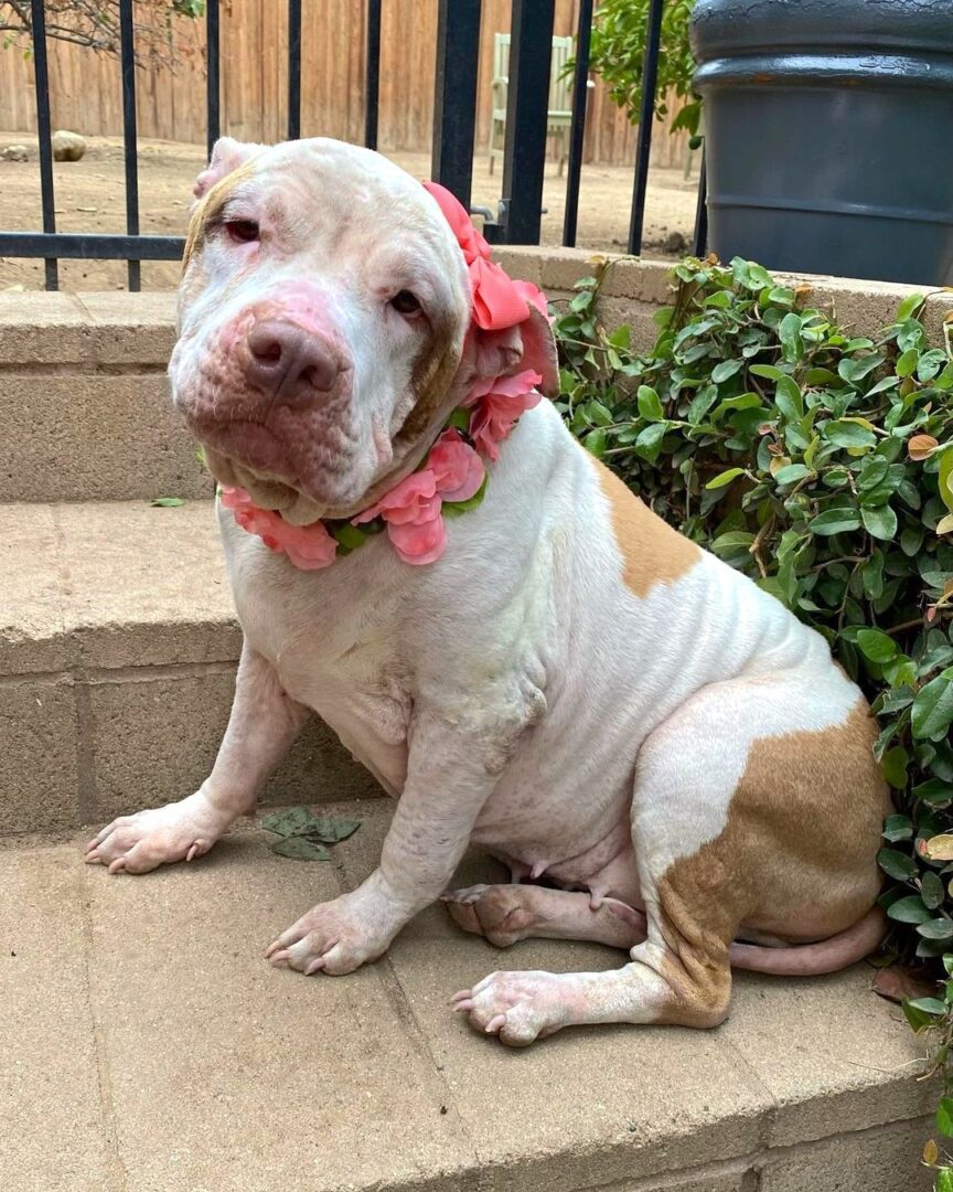 37 Interesting Shar-Pei Mixes You Must See (With Pictures)