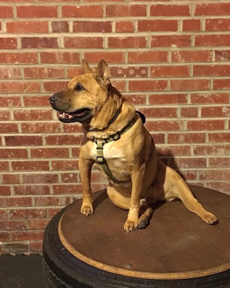 37 Interesting Shar-Pei Mixes You Must See (With Pictures)