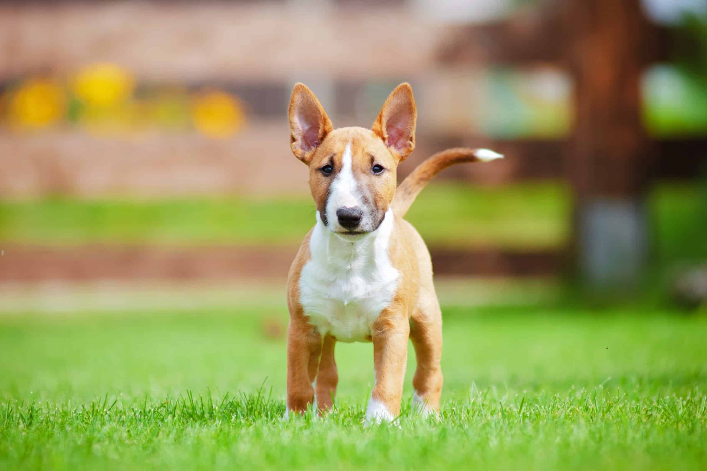 36 Bull Terrier Mixes You'll Want to Bring Home (With Pictures)