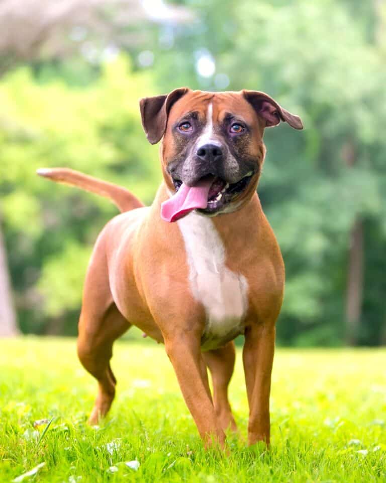 62 Pitbull Mixes That Will Make Your Day (With Pictures)