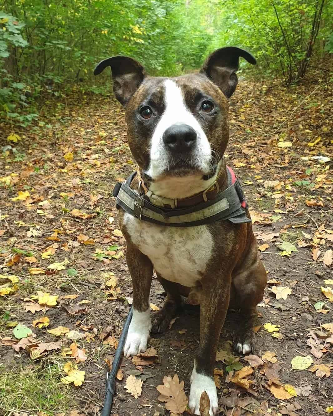 50 Wonderful Boxer Mixes That Will Surely Brighten Your Day!