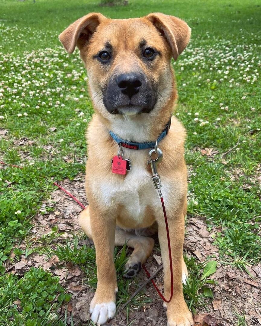 Shiba Inu Mixes: 20 Different Shiba Crossbreeds