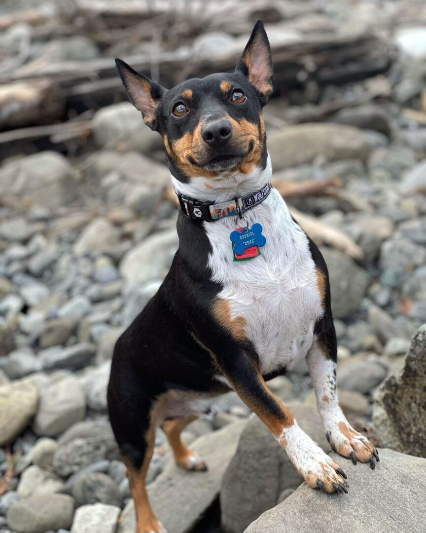 36 Bull Terrier Mixes You'll Want to Bring Home