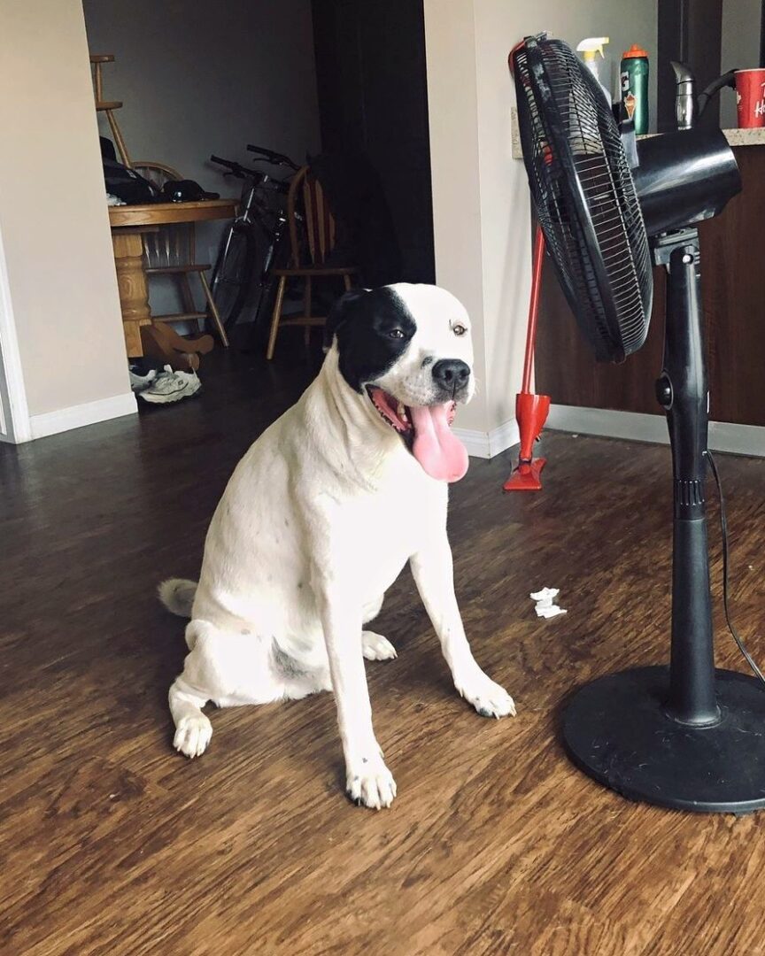 Akita Mixes: 38 Unique Akita Crossbreeds (With Pictures)