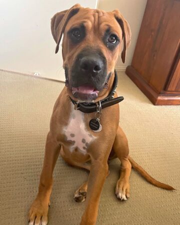 50 Wonderful Boxer Mixes That Will Surely Brighten Your Day!