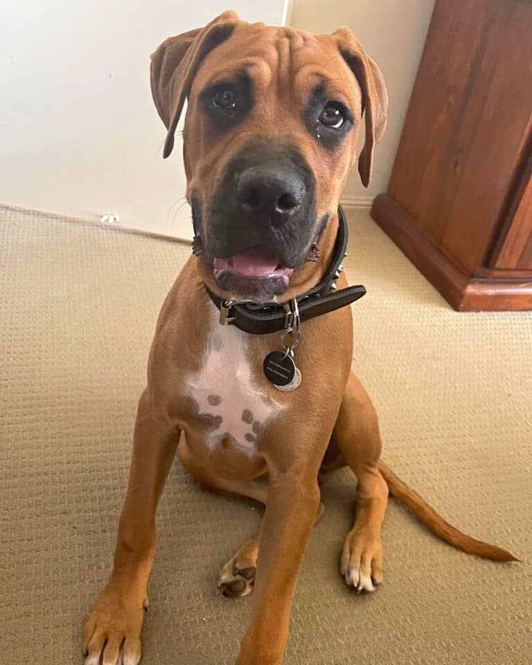 50 Wonderful Boxer Mixes That Will Surely Brighten Your Day!