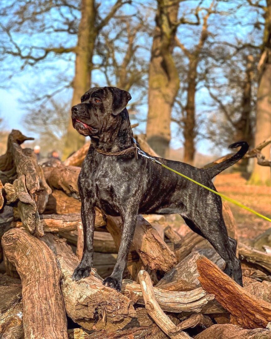 Cane Corso Mixes: 21 Unusual Crossbreeds