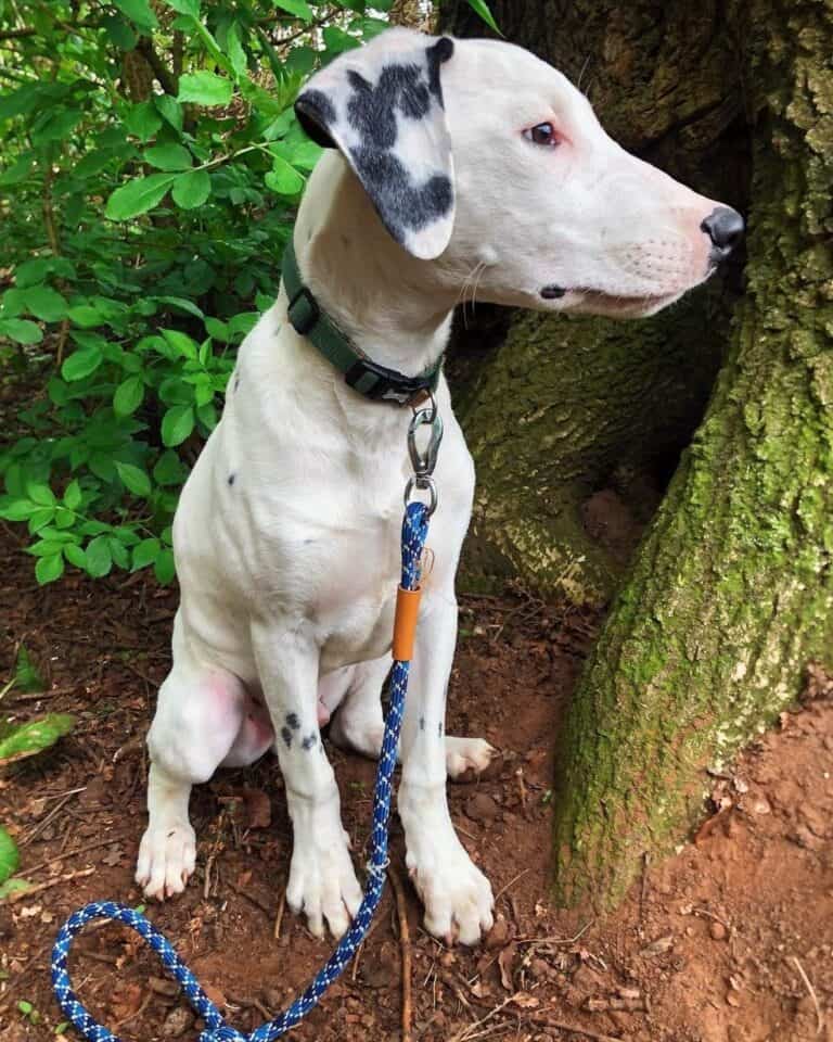 36 Bull Terrier Mixes You'll Want to Bring Home