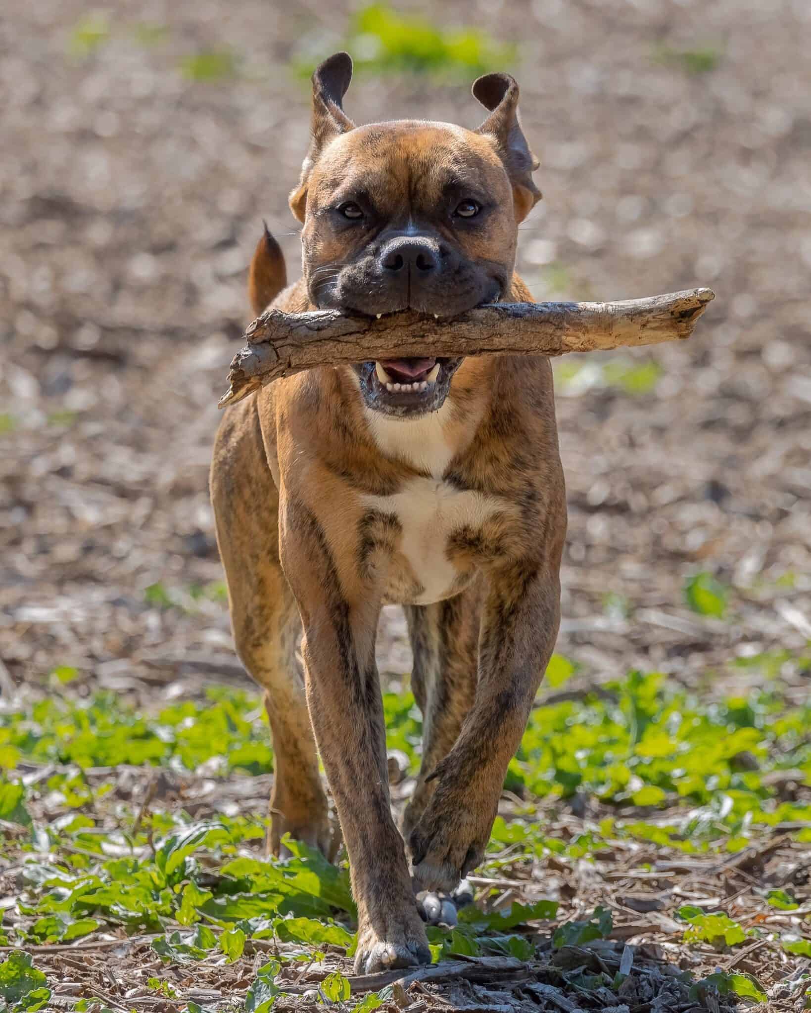 50 Wonderful Boxer Mixes That Will Surely Brighten Your Day!