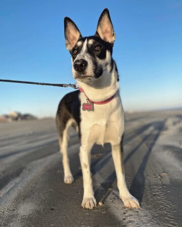 36 Bull Terrier Mixes You'll Want to Bring Home