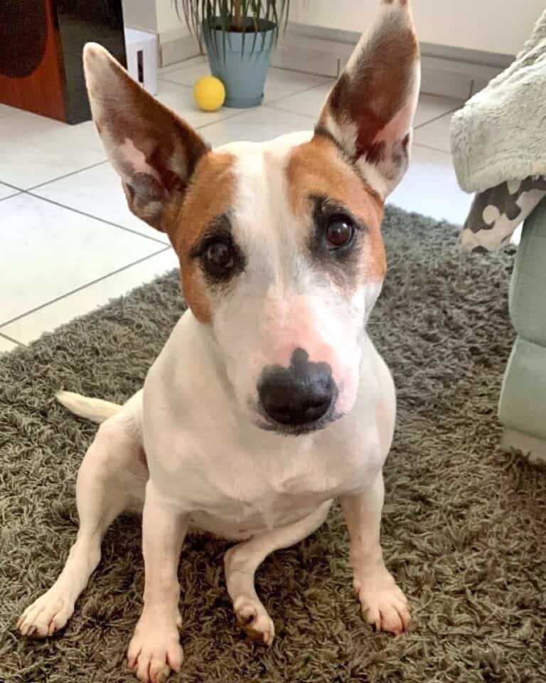36 Bull Terrier Mixes You'll Want to Bring Home