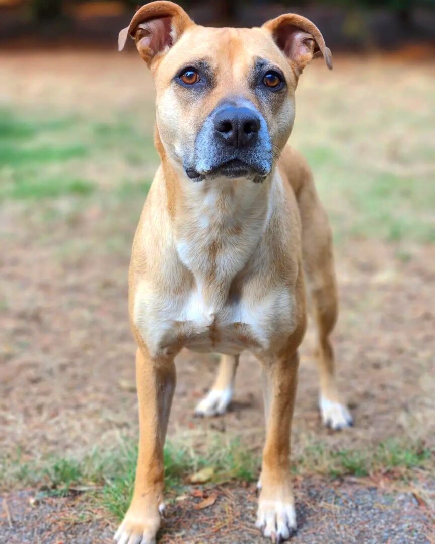 62 Pitbull Mixes That Will Make Your Day (With Pictures)