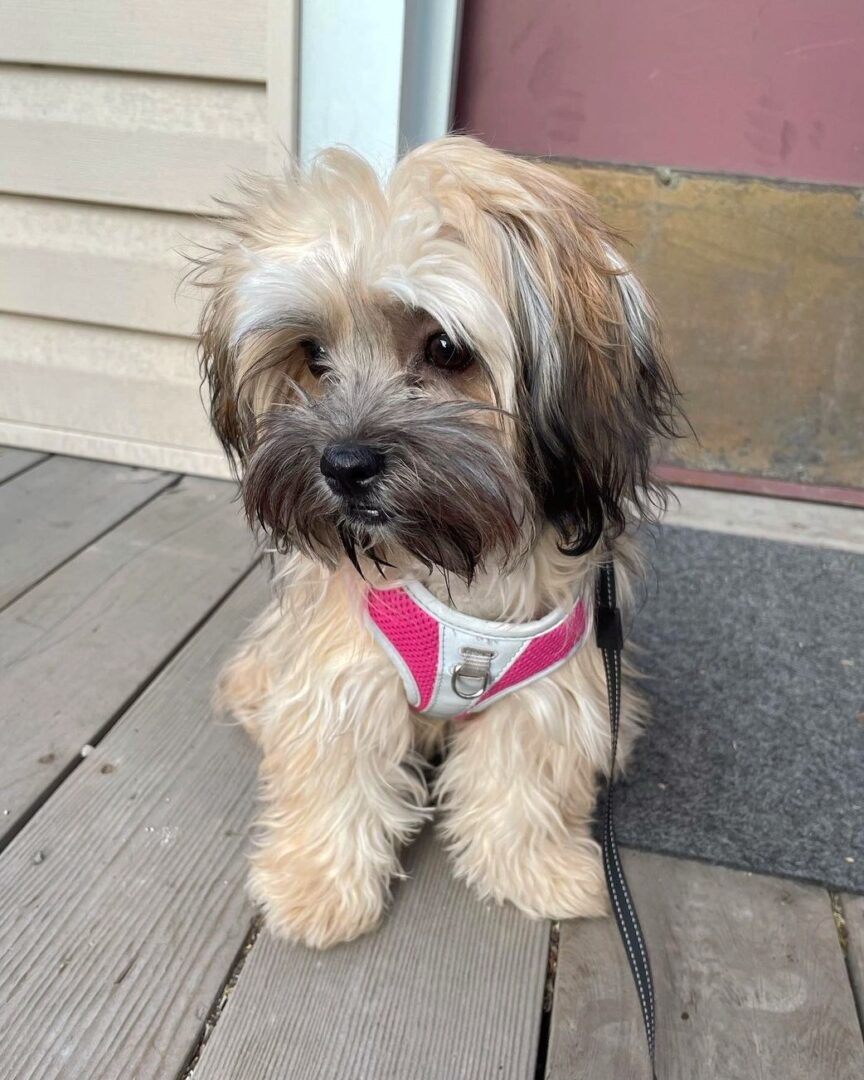 Havanese Mixes: 30 Cutest Havanese Hybrids