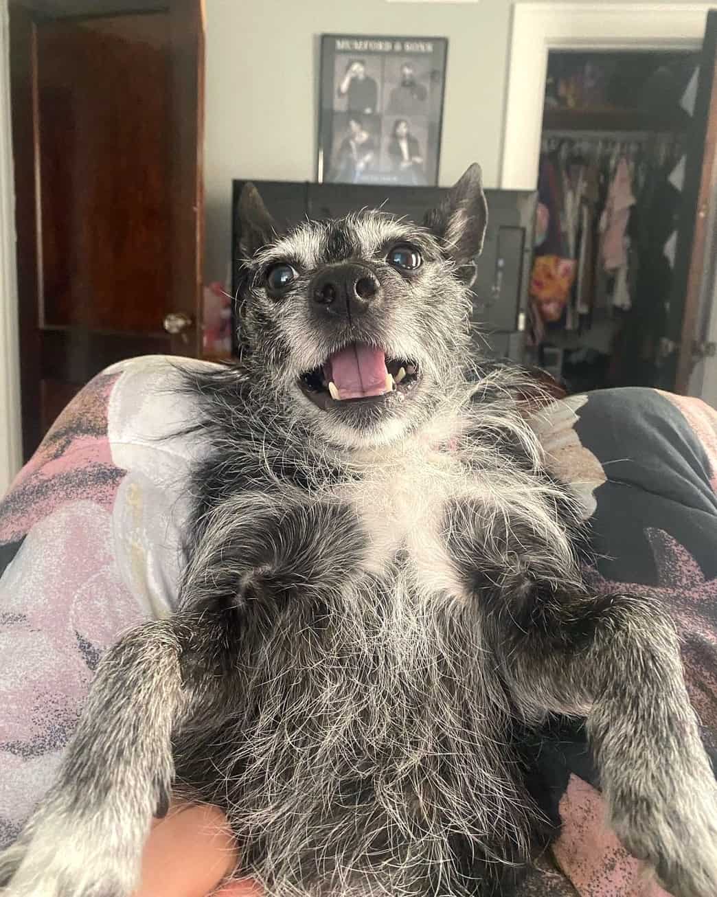 Boston Terrier Mixes: 52 Different Crossbreeds You'll Love